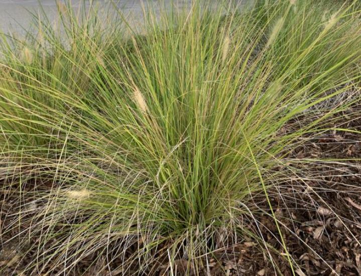 UniSC Plant Profiles